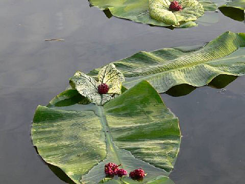 Elements of form
